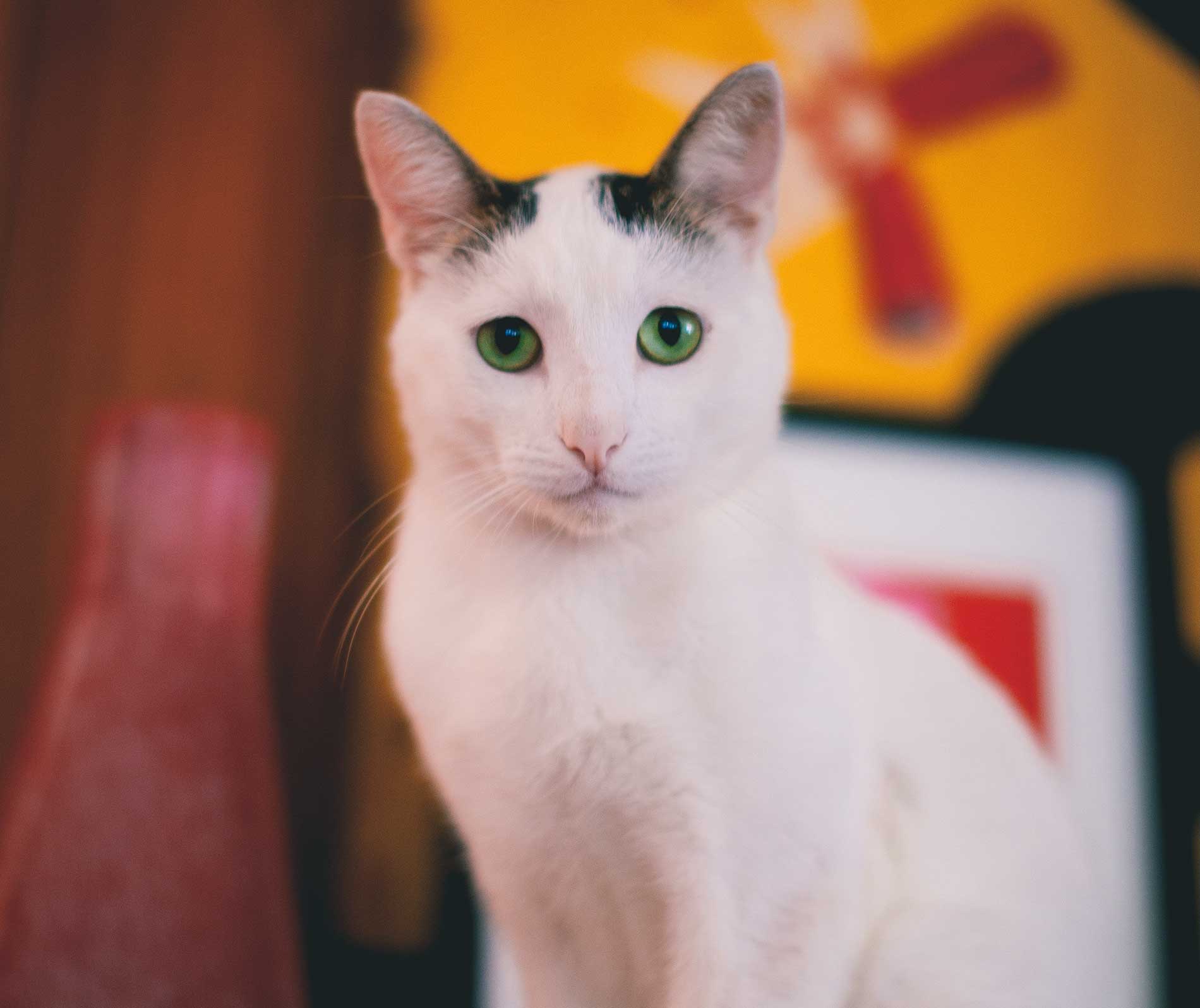 Good Cat Network - Maui, Hawaii - A network to rescue Hawaii's cats