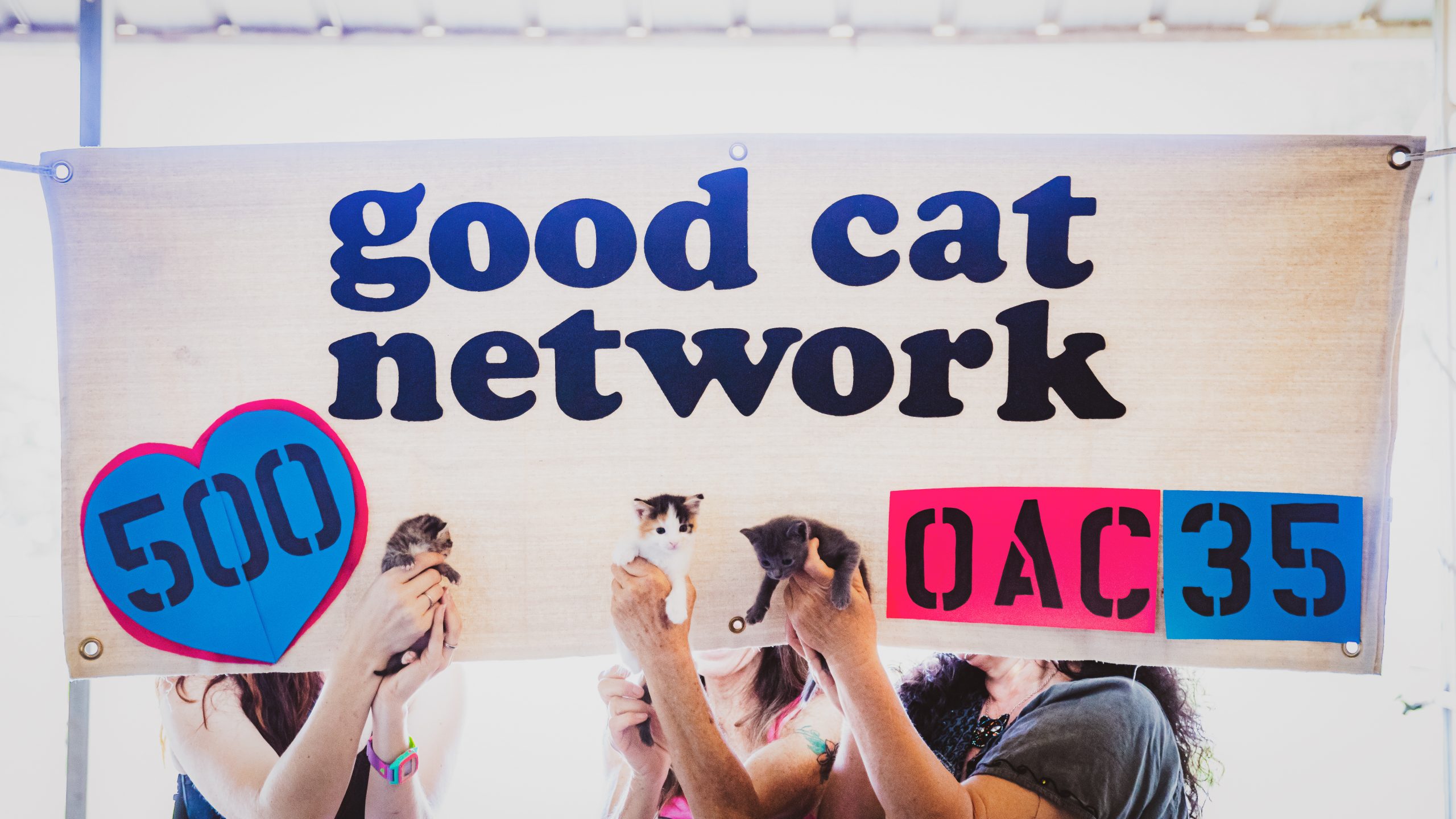 Operation Aloha Cat Flight #35 sends 500th Cat to Seattle! - Good Cat ...